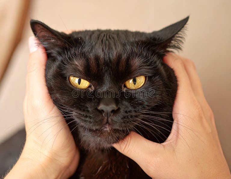 Funny Black Cat Gently Pinched by Her Hands. Cute Pet, Grumpy ...
