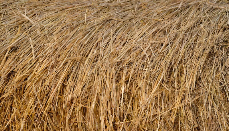 Abstract Texture of Hay Bale, Straw Backdrop, Dry Grass Background ...