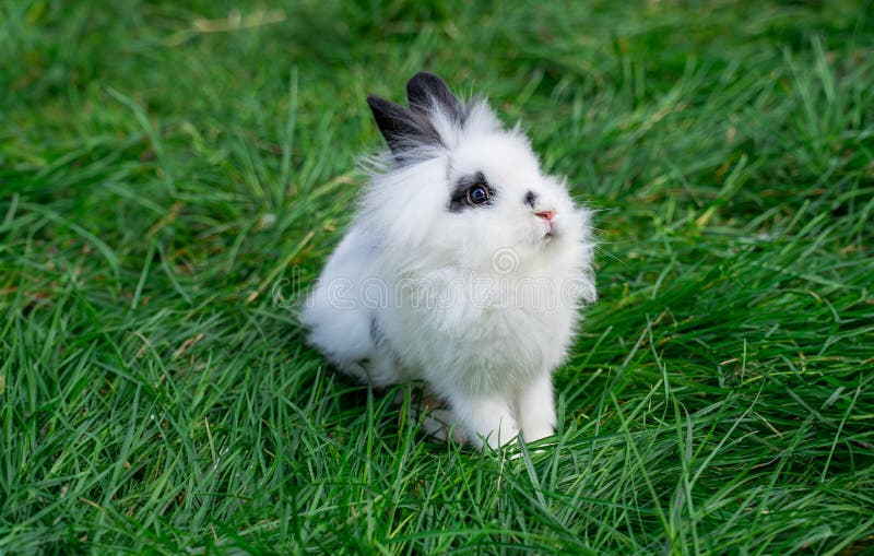 Dwarf Angora Rabbit