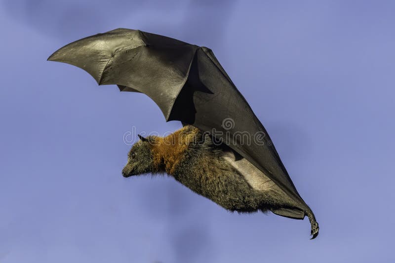 Australian Grey-headed Flying Fox Stock Photo - Image of mammal ...