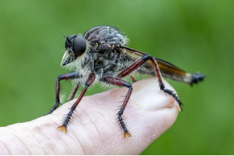 Australian Robber Fly stock photo. Image of robber, invertebrate - 349420704