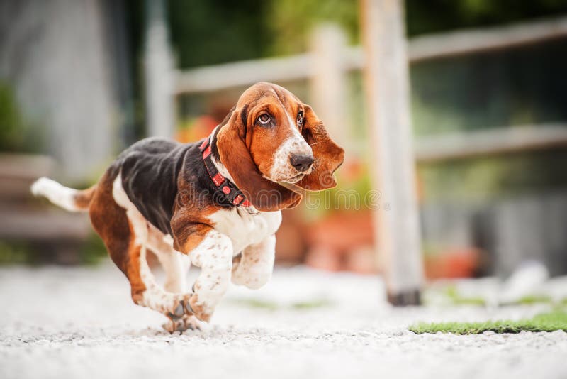 Basset Hound Dog Running in the Yard Stock Image - Image of running ...