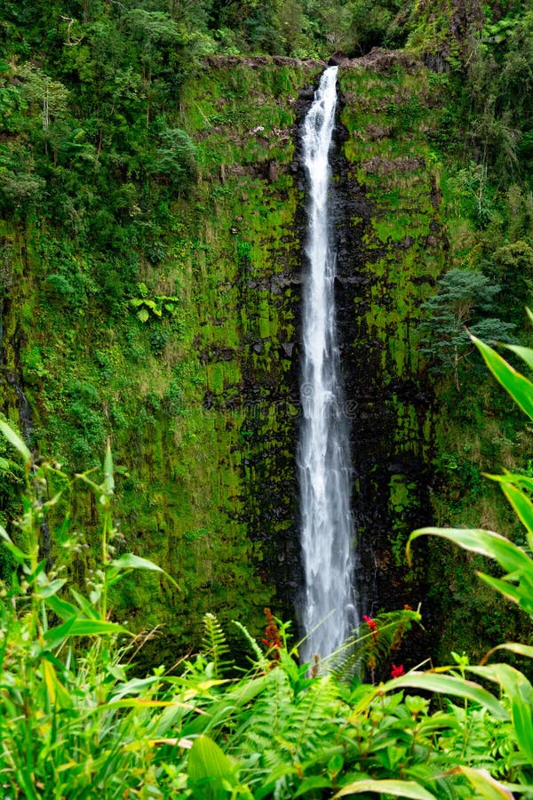 High Akaka Waterfall in the Rainforest Jungles in Hawaii Island Stock ...