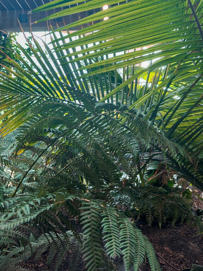 Beautiful Tropical Green Plant Leaves in Garden, Tropical Leaf Stock ...