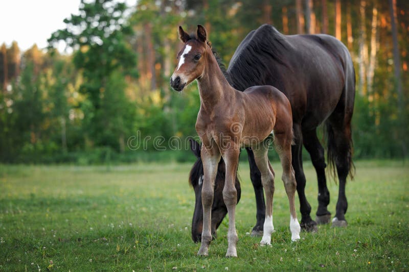Young foal laying down stock image. Image of tripe, natural - 13206683
