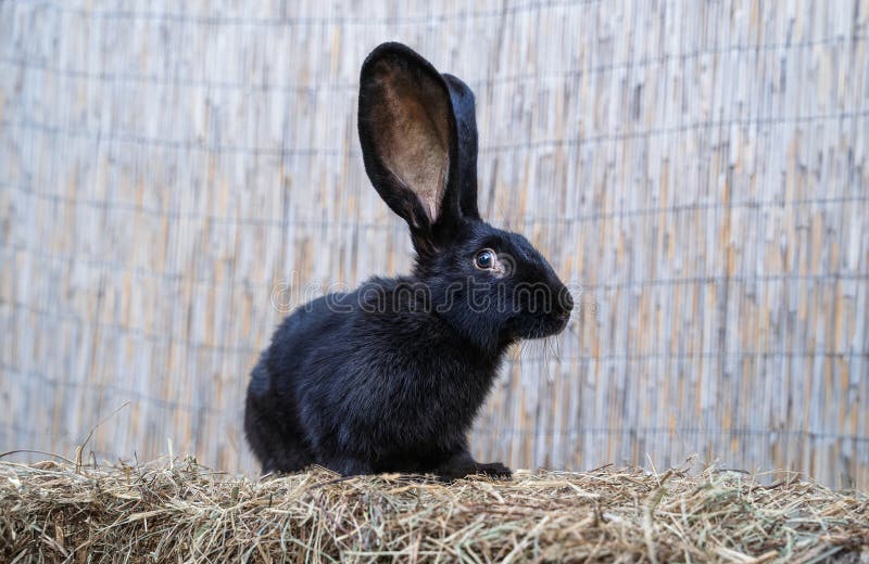 Black Giant Flanders Rabbit Medium Size Stock Image - Image of ...