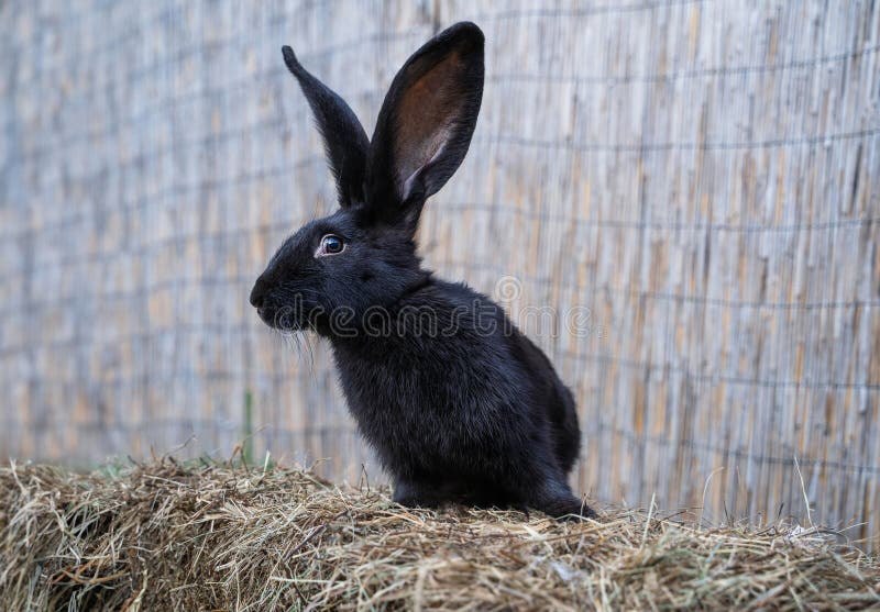 Black Giant Flanders Rabbit Medium Size Stock Photo - Image of small ...