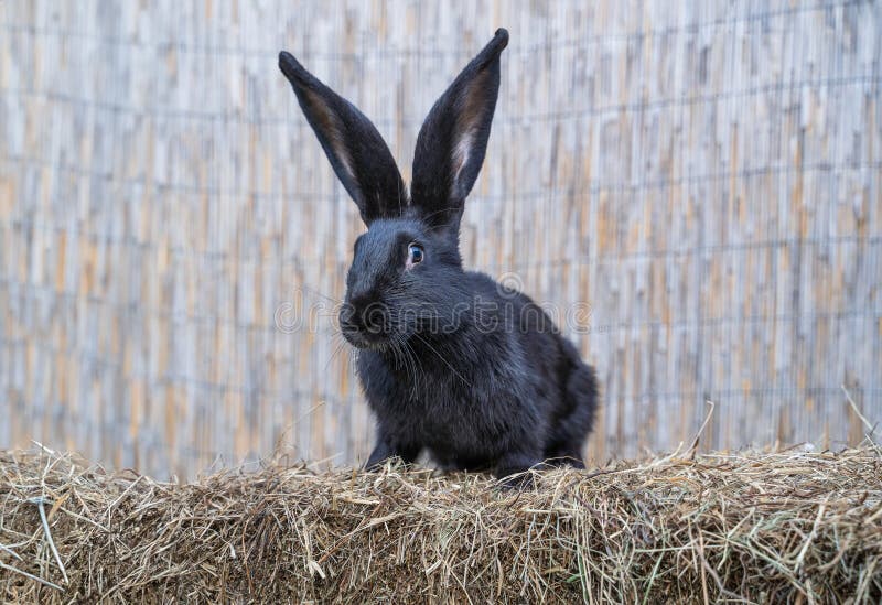 Black Giant Flanders Rabbit Medium Size Stock Image - Image of adorable ...