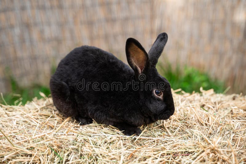 Black Spotted Rex Rabbit Sits on Dry Grass on a Sunny Day Stock Image ...
