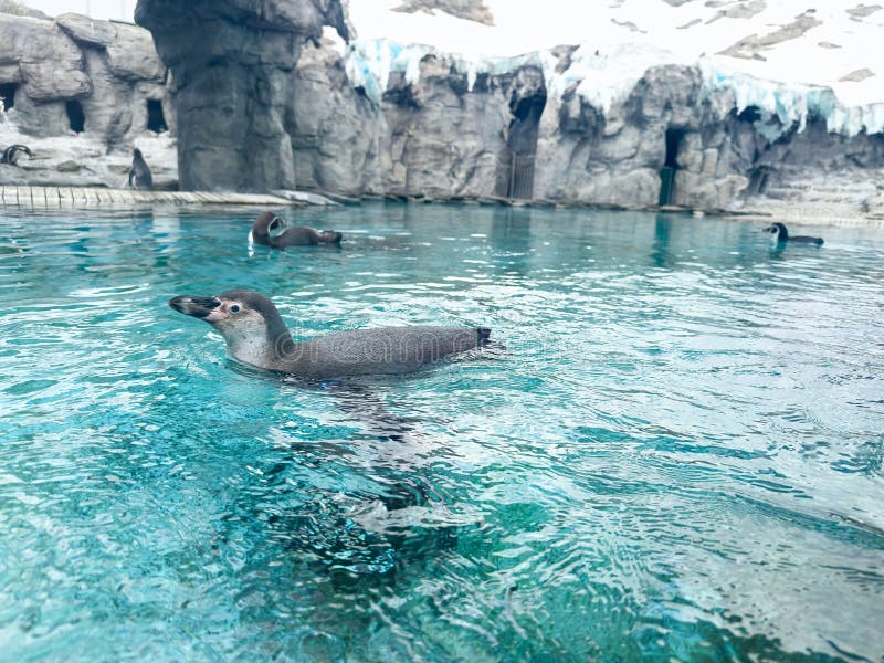 Black and White Penguins Swim in a Pool Aquarium, Zoo Stock Image ...