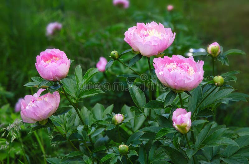 Blooming Pink Peonies in a Garden Setting. Paeonia Lactiflora Raspberry ...