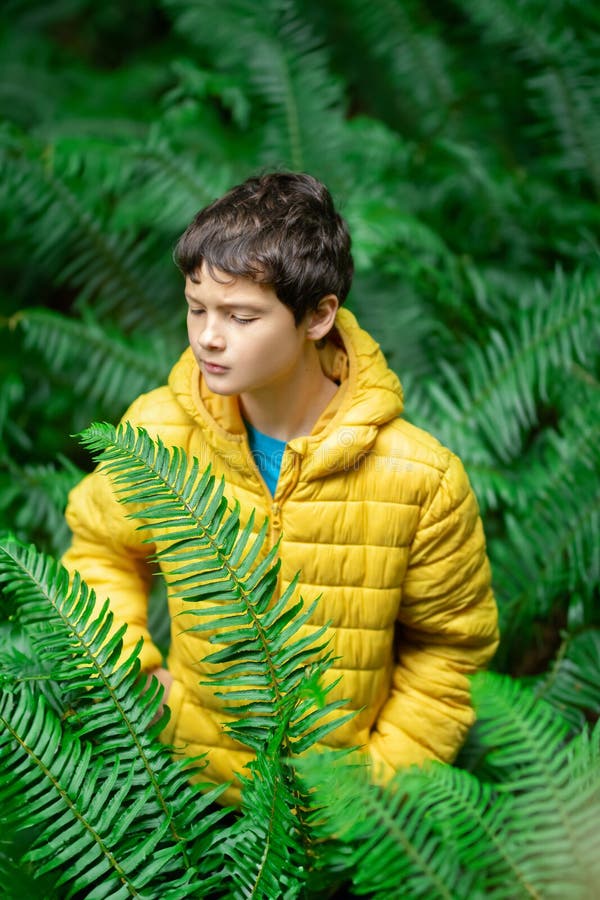 Boy Exploring Nature Walking in Big Ferns in a Rainforest. Stock Photo ...