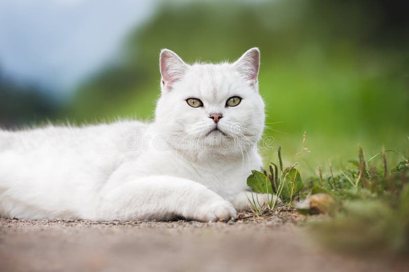 British Shorthair Cat Lying Down Outdoors in Summer Stock Image - Image ...