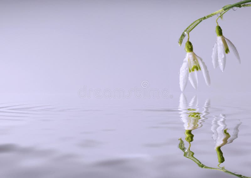 Snow Drops Flowers and Water Drops Stock Photo - Image of detail ...
