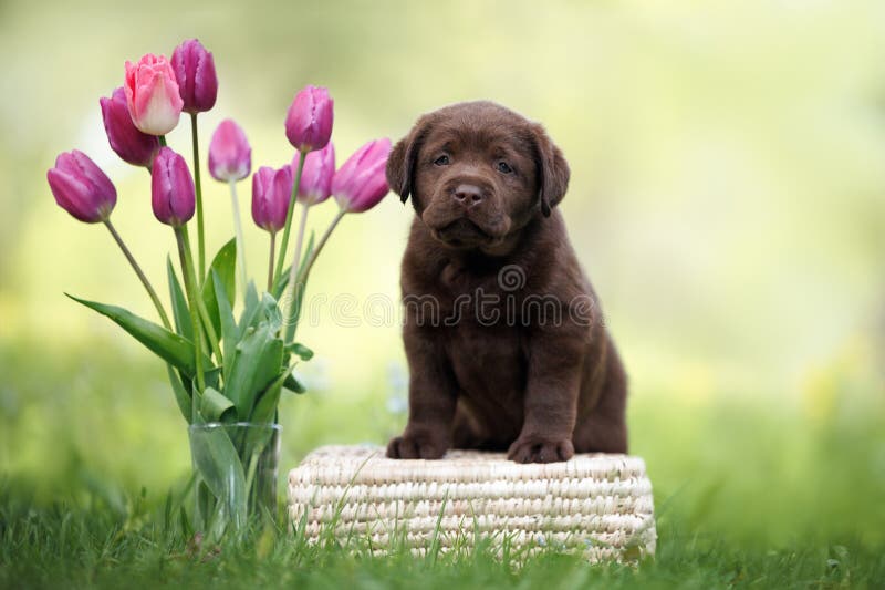 Chocolate Labrador Puppy Posing with a Bouquet of Tulips Outdoors in ...