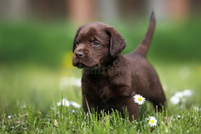 Chocolate Labrador Puppy Walking on Grass in Summer Stock Image - Image ...