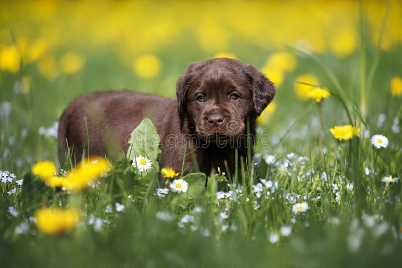 Chocolate Labrador Retriever Puppy Stock Image - Image of face ...
