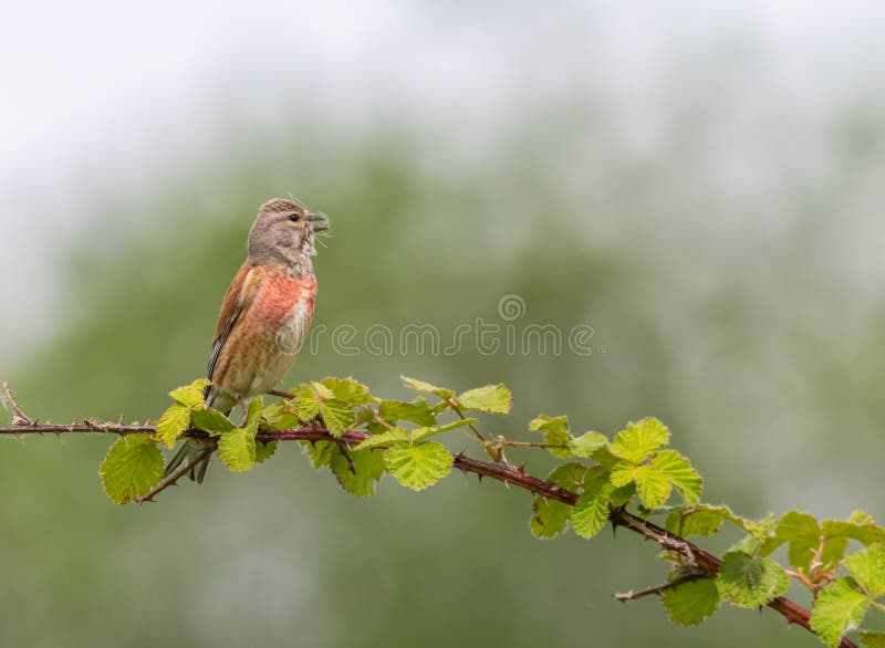 Common Linnet, Linaria Cannabina, Bird on a Branch Stock Photo - Image ...