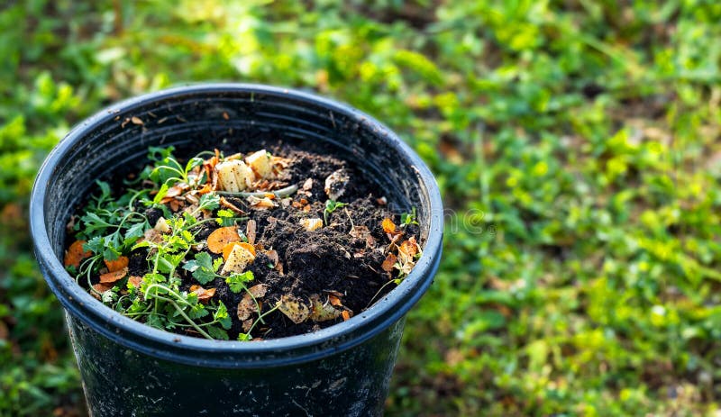 A Compost Bin Filled with Kitchen Scraps and Mature Compost Stands in a ...