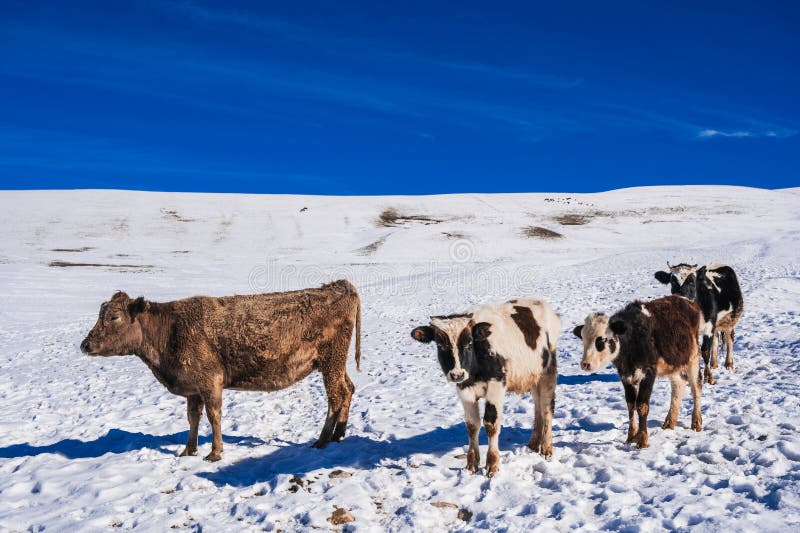 Cows in a Snowy Landscape, Cows Grazing in the Snow. Stock Photo ...