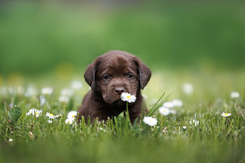 Cute Chocolate Labrador Puppy Eating Watermelon Outdoors in Summer ...