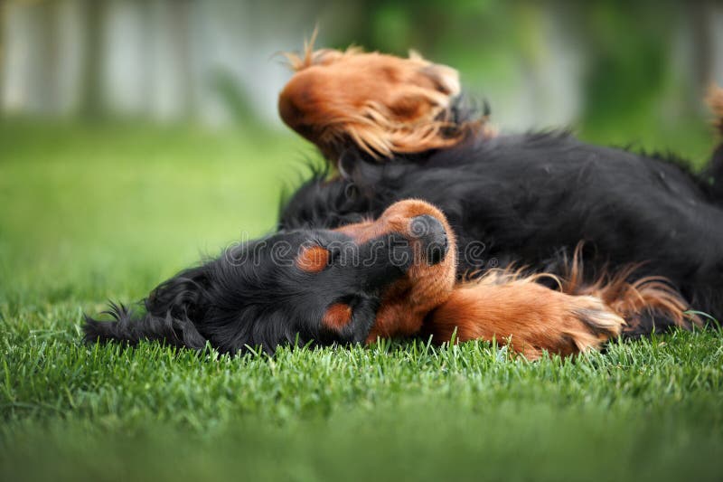 Cute Dog Rolling on Grass Upside Down Outdoors in Summer Stock Image ...