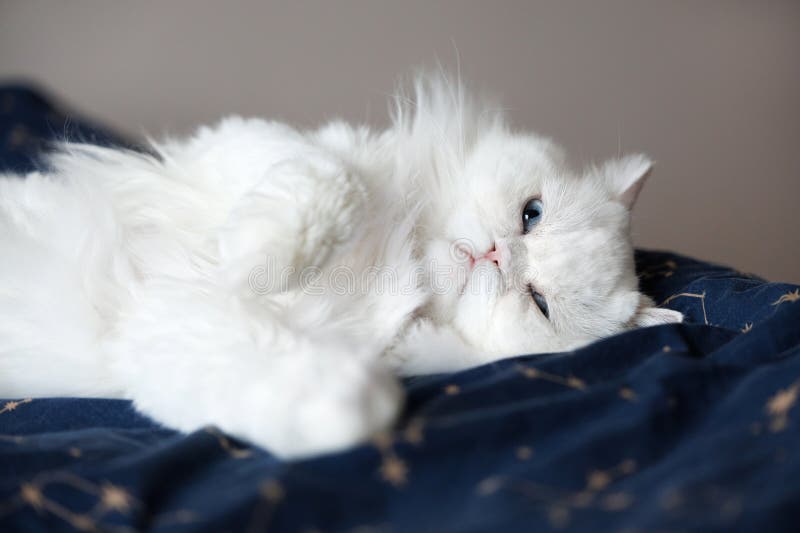 Cute Fluffy Whita Cat Sleeping on a Comfortable Bed Stock Image - Image ...