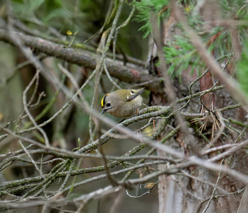 Goldcrest Perches Tree Stock Photos - Free & Royalty-Free Stock Photos ...