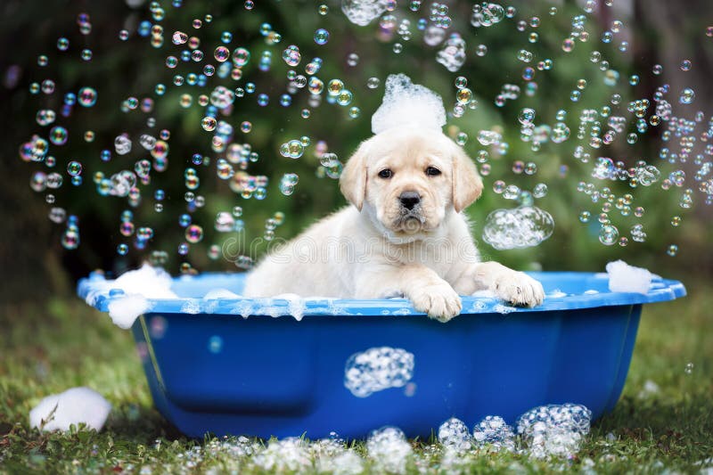 Cute Labrador Puppy in a Bubble Bath Outdoors with Bubbles Flying ...