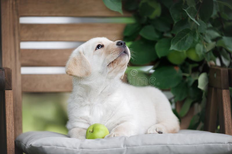 Cute Labrador Puppy Lying on a Garden Chair and Looking Up Stock Image ...