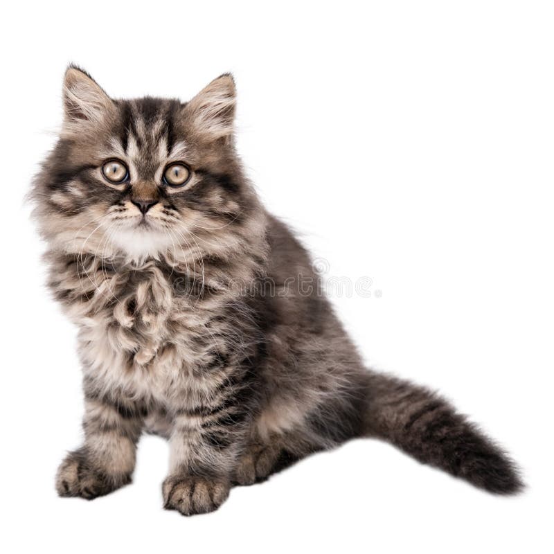 Cute Little Brown Fluffy Kitten Isolated Stock Image - Image of ...