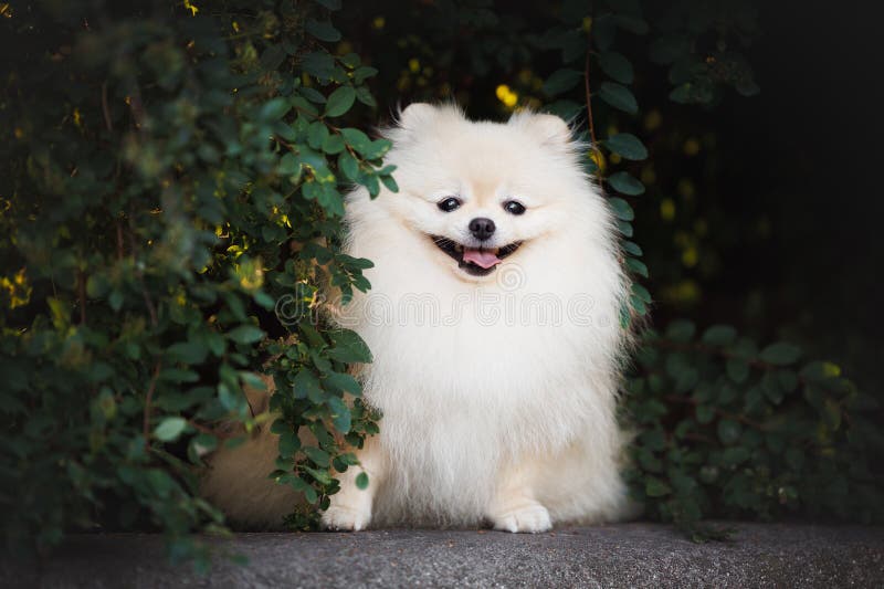 Cute Pomeranian Spitz Dog Sitting Outdoors in Summer Stock Image ...