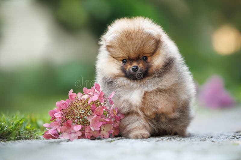 Cute Pomeranian Spitz Puppy Portrait Outdoors with Hydrangea Flower ...