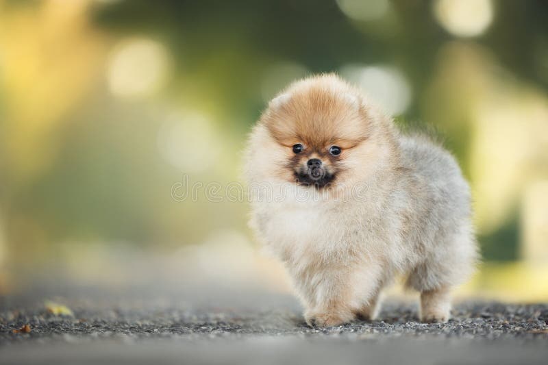 Cute Pomeranian Spitz Puppy Standing Outdoors in Summer Stock Image ...