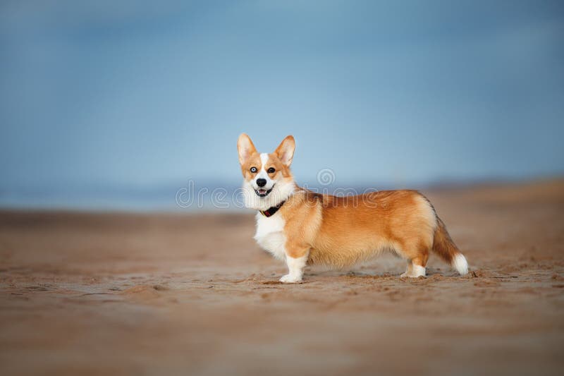 Cute Red Welsh Corgi Pembroke Dog Standing on a Beach in a Collar Stock ...
