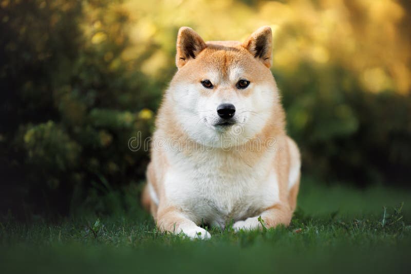 Cute Shiba Inu Dog Lying on Grass Outdoors Stock Image - Image of ...