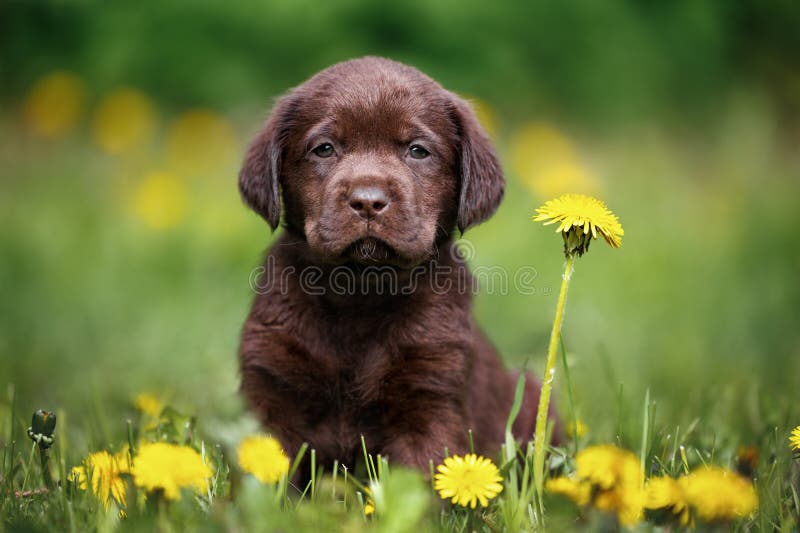 Cute Young Chocolate Labrador Puppy Posing Outdoors with Dandelions ...