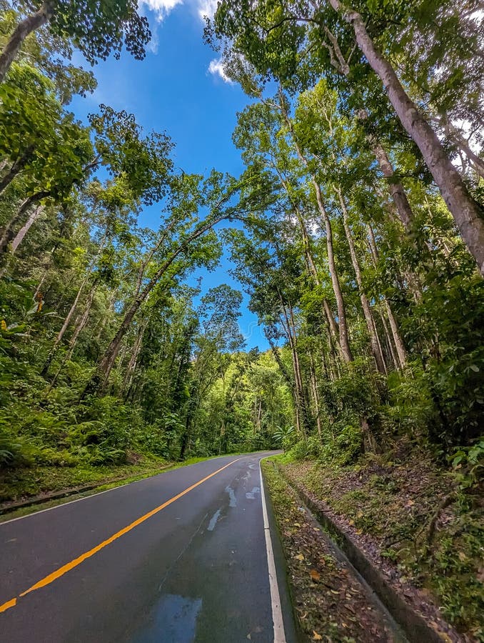 Driver S Point of View of a Highway Flanked by Mahogany Trees. Passing ...