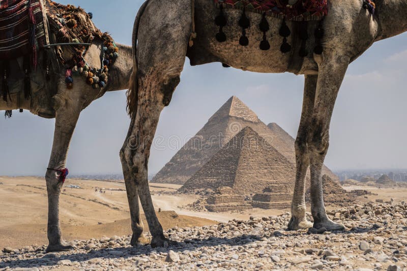Egyptian Pyramid, with Camels Stock Photo - Image of pyramid, camel ...