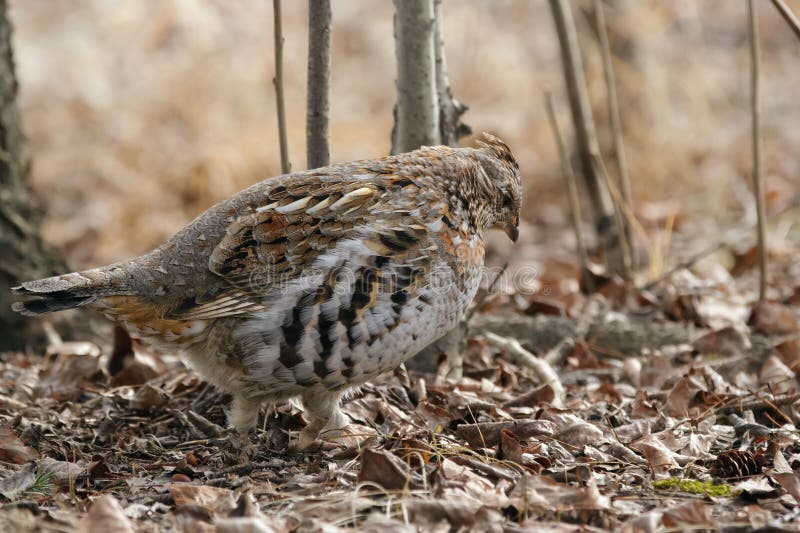 Alerted Ruffed Grouse is Foraging in Grass of Spring Forest Stock Image ...
