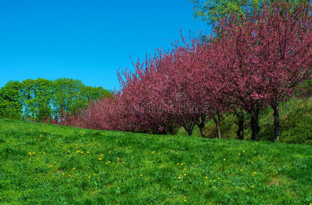 A Field with Green Grass and Sakura Trees that Should Bloom Soon Stock ...