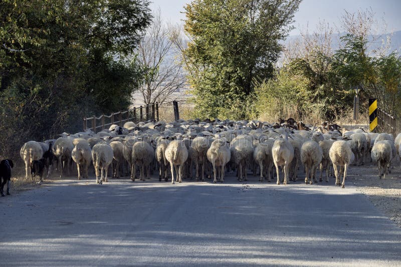 Lock of Sheep on Rural Asphalt Road Stock Image - Image of scene ...