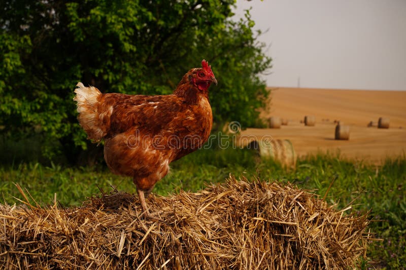 A Brown Free Range Chicken on a Hay Bale. Stock Photo - Image of female ...