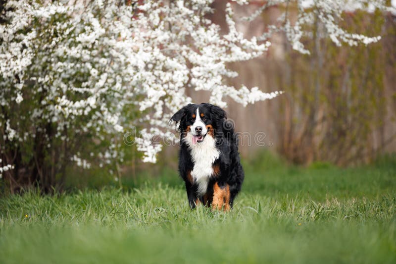 Funny Bernese Mountain Dog Standing in the Park in Front of Blooming ...