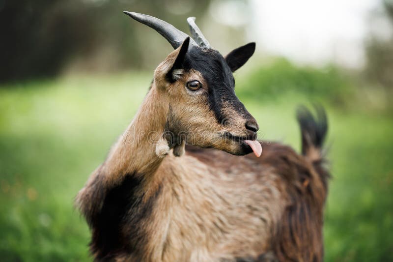 Funny Goat Shows Tongue Outdoors in Summer Stock Image - Image of farm ...