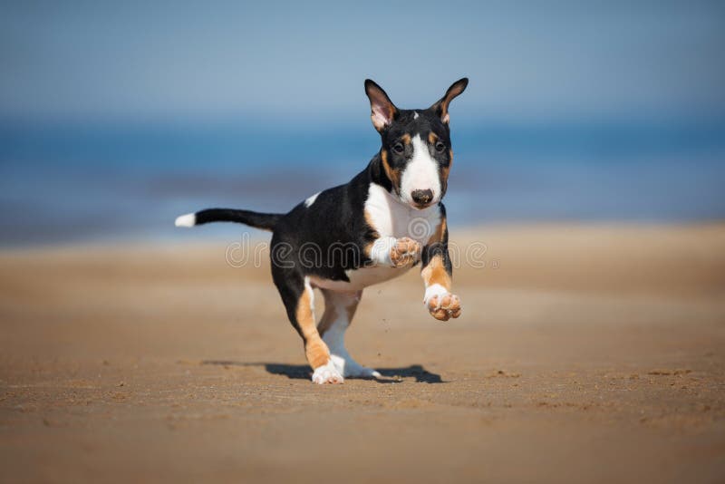 Funny Miniature Bull Terrier Puppy Running on a Beach in Summer Stock ...