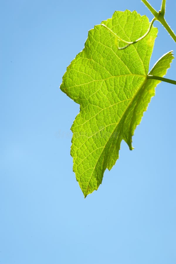Grape Leaf. Fresh Green Grape Leaf Against Blue Sky Background Stock ...