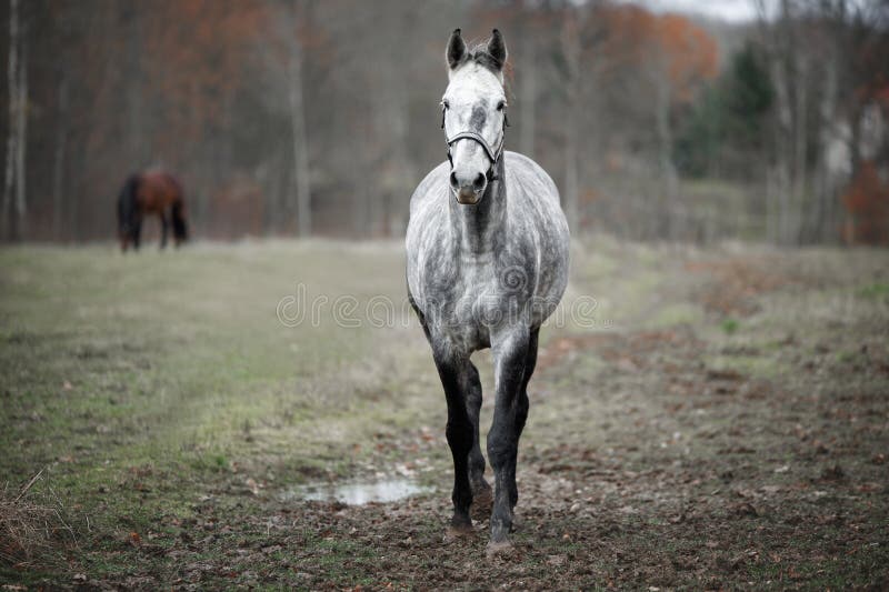 Grey Dapple Horse Walking on a Meadow in Autumn Stock Image - Image of ...