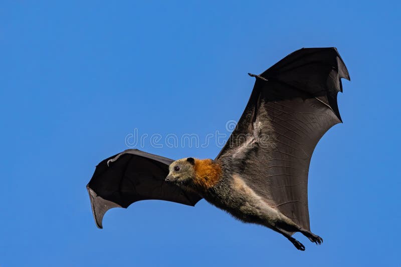 Grey-headed Flying Fox stock image. Image of flying - 319474881