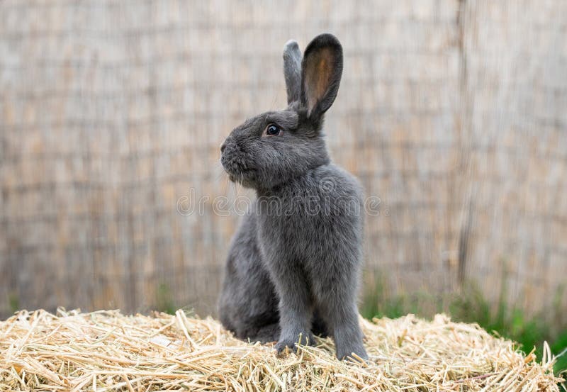 Grey Medium-sized Rabbit Pannon Ram Sits on Dry Grass on a Sunny Day ...